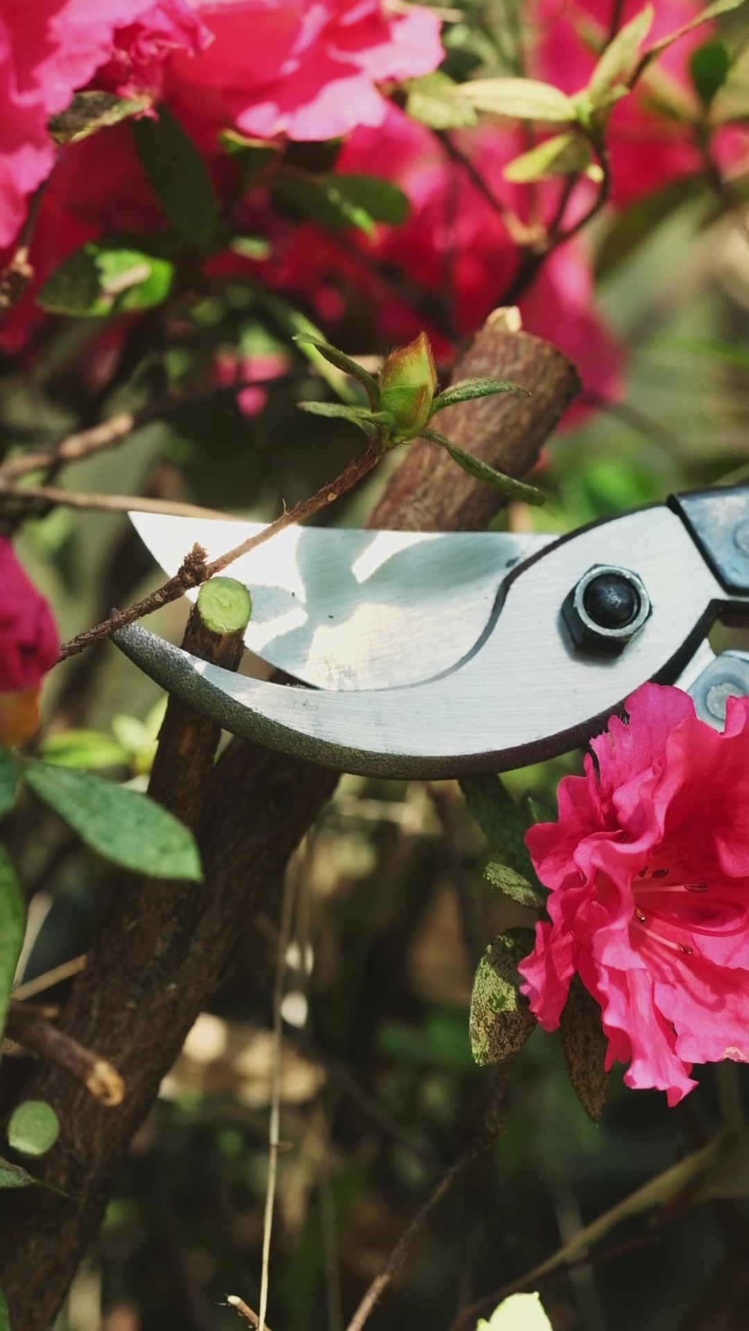 Okatsune Pruning Shears 180mm